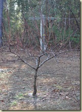 Network Redneck: Pruning Peaches & Muscadines 2011